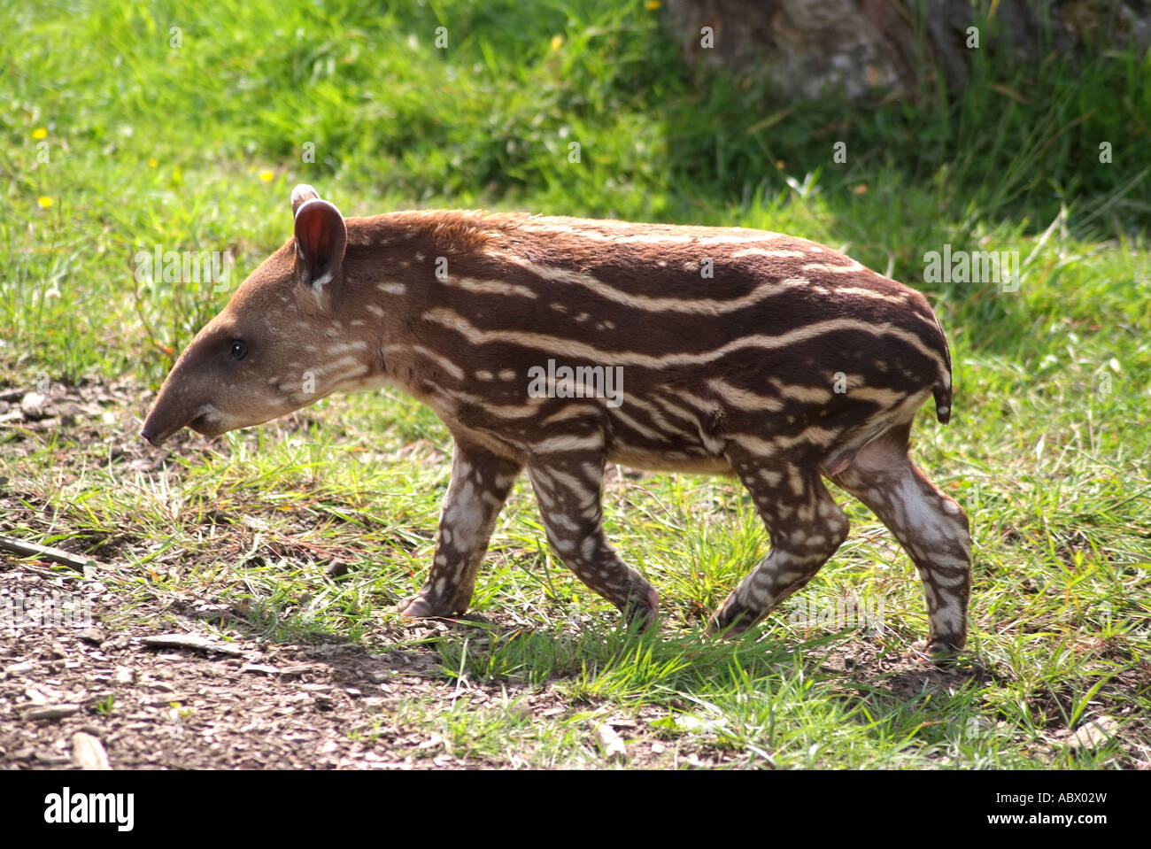Tapir hi-res stock photography and images - Alamy