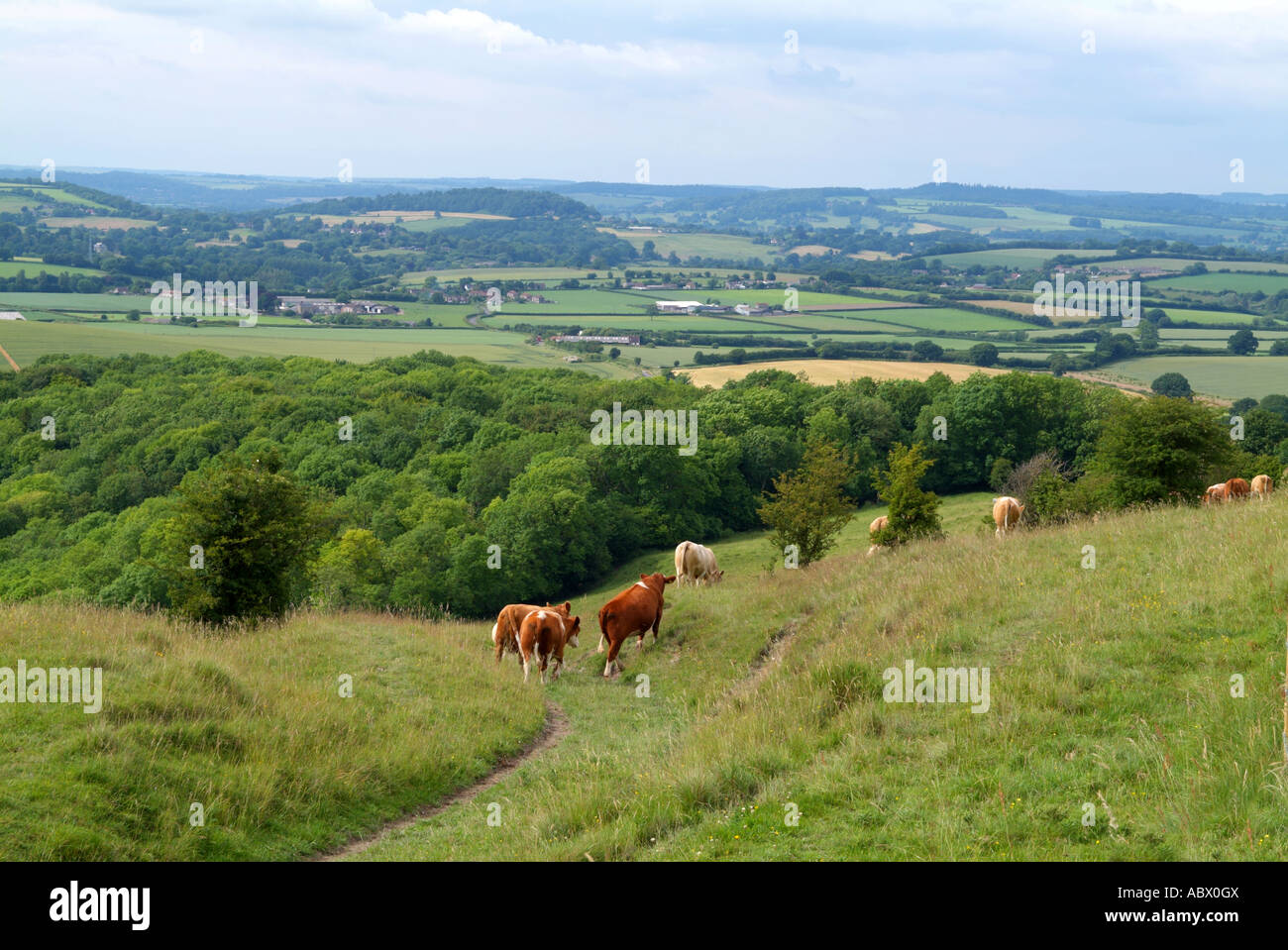 COWS IN THE ENGLISH COUNTRYSIDE. ENGLAND. UK Stock Photo - Alamy