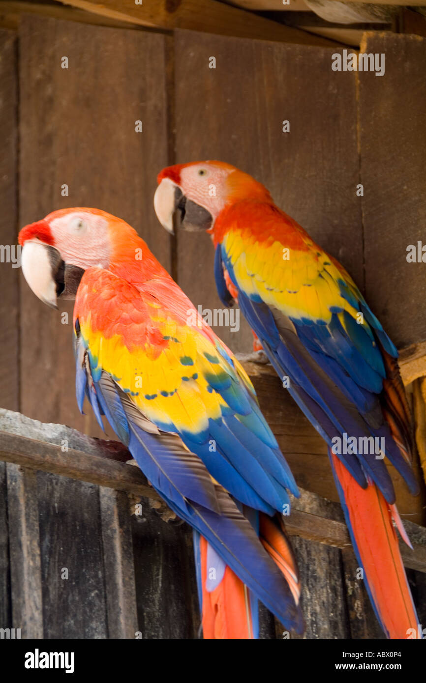 Colorful red Macaw birds together in Copan Ruinas Honduras Stock Photo ...