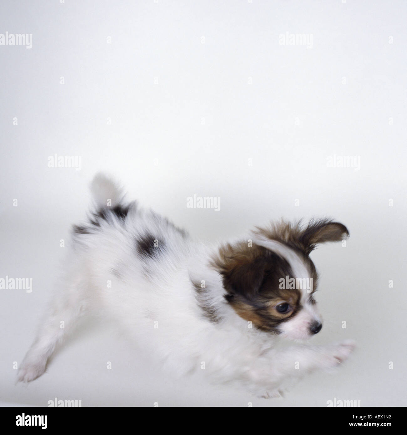 Papillon stretching blurred motion Stock Photo - Alamy