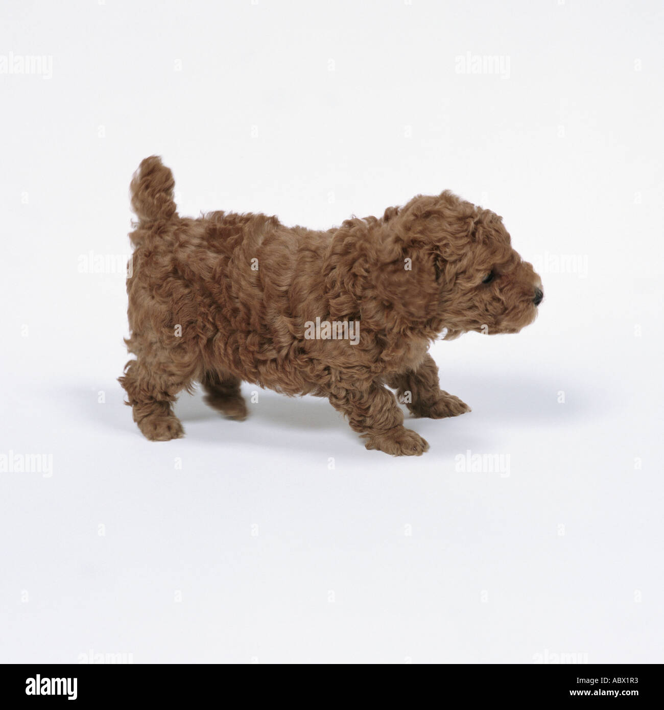 Side view cute small poodle hi-res stock photography and images - Alamy