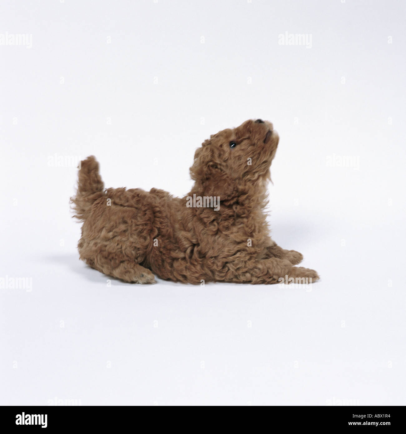 Side view cute small poodle hi-res stock photography and images - Alamy
