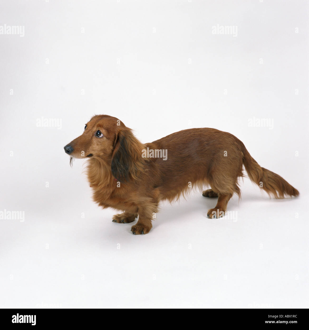 Brown dachshund hi-res stock photography and images - Alamy