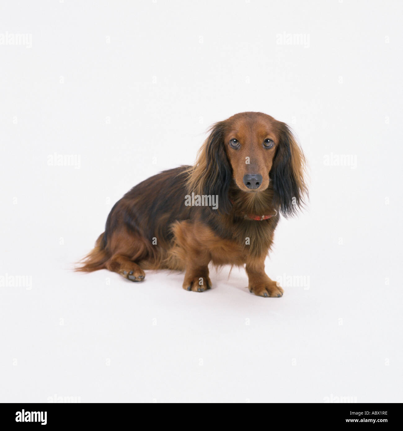 Dachshund Short Legged Long Bodied Dog Breed Stock Photos & Dachshund ...