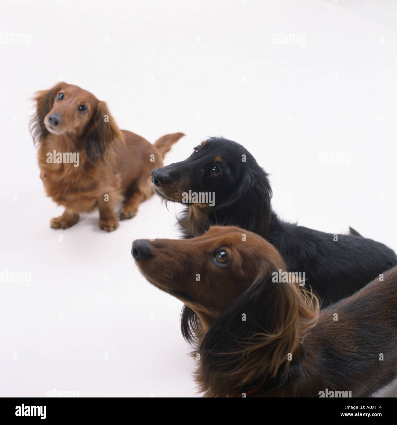 German dachshunds hi-res stock photography and images - Alamy