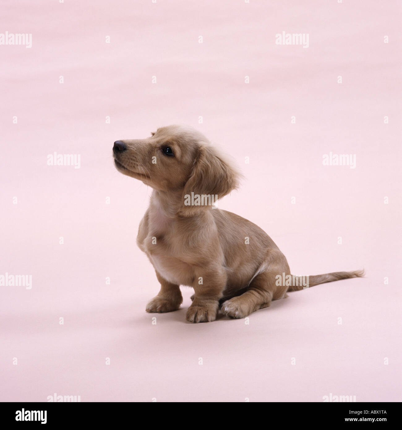 A beige small dachshund sitting Stock Photo - Alamy