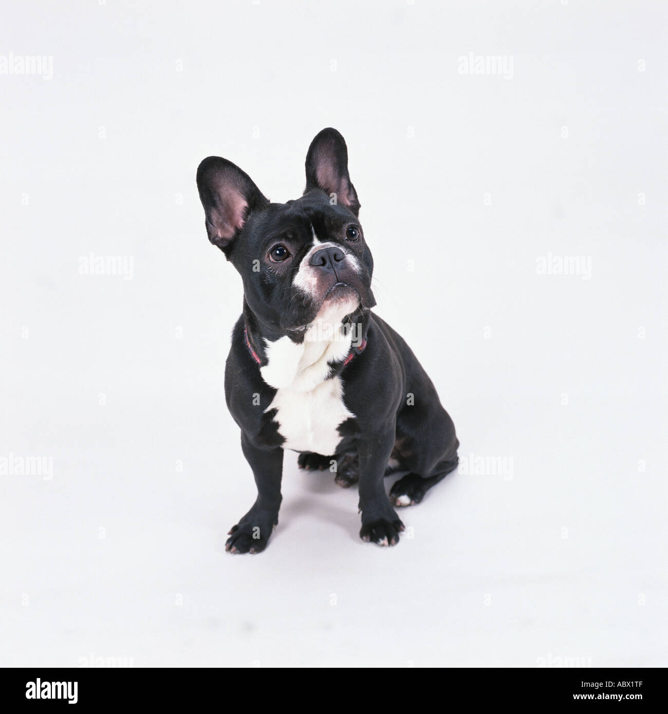 Black white image english bulldog hi-res stock photography and images ...