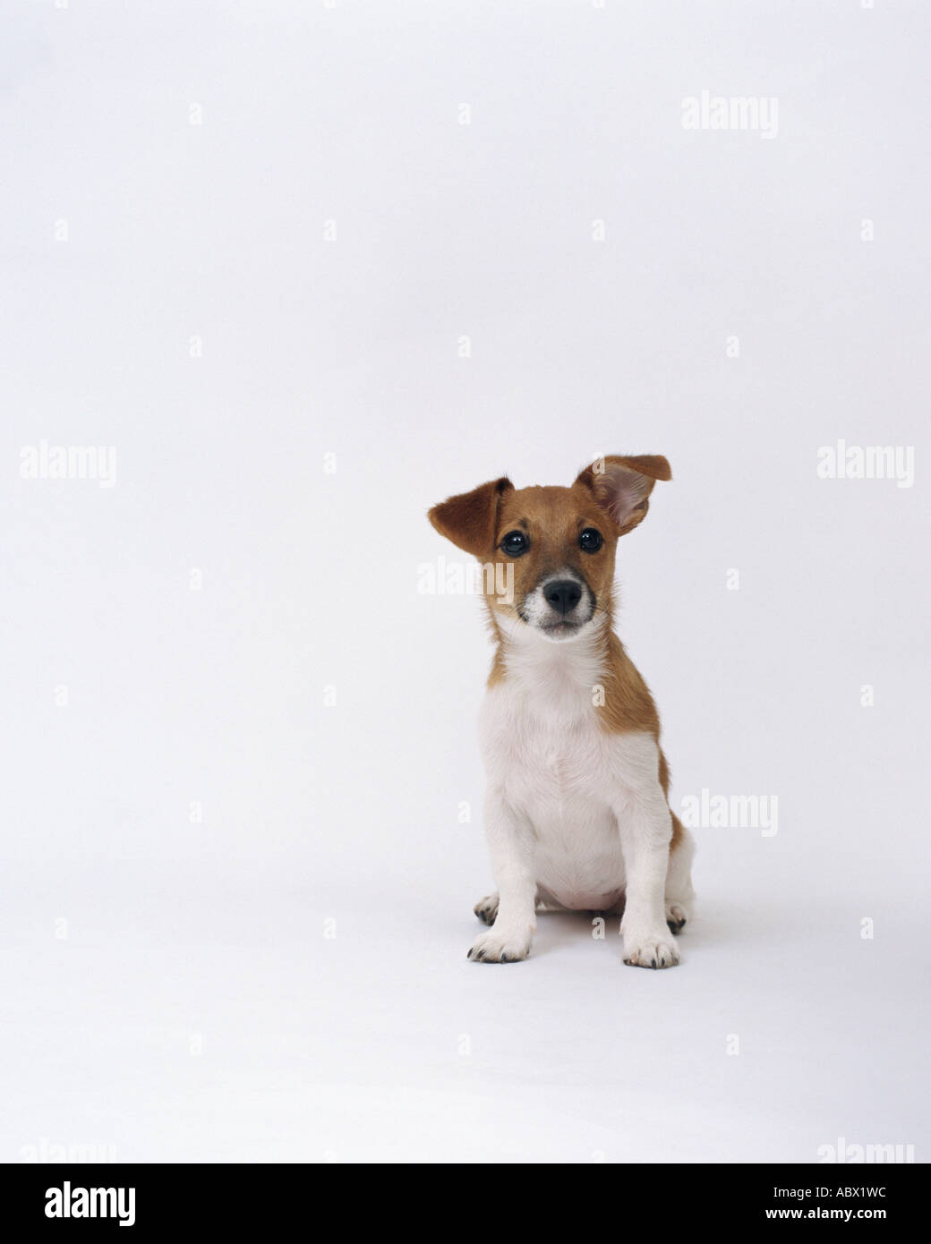 Jack Russell terrier sitting Stock Photo - Alamy