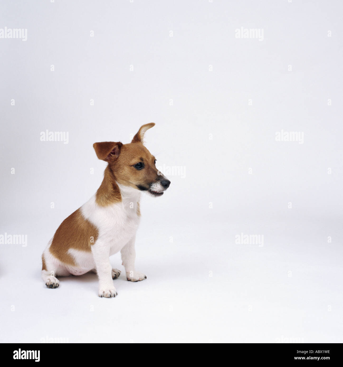 Jack Russell terrier sitting Stock Photo - Alamy