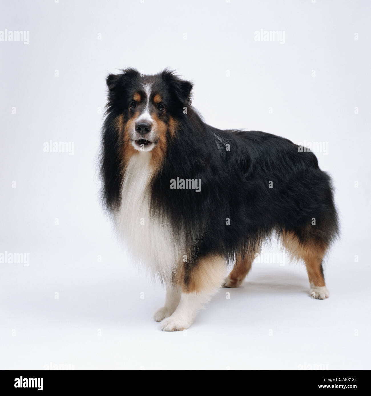 Long haired Shetland sheepdog standing Stock Photo - Alamy