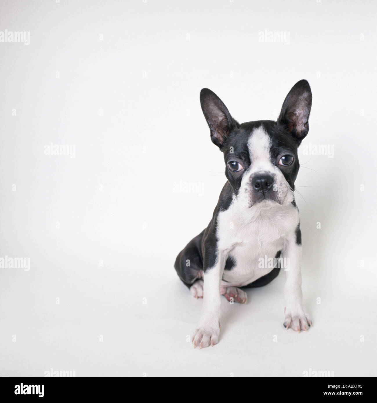 Front view of a Boston terrier Stock Photo - Alamy