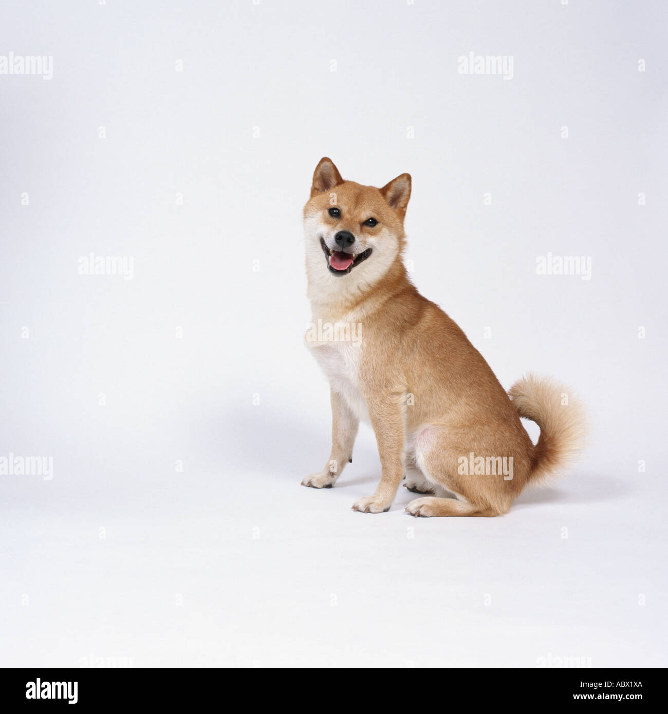 Shiba inu sitting Stock Photo - Alamy