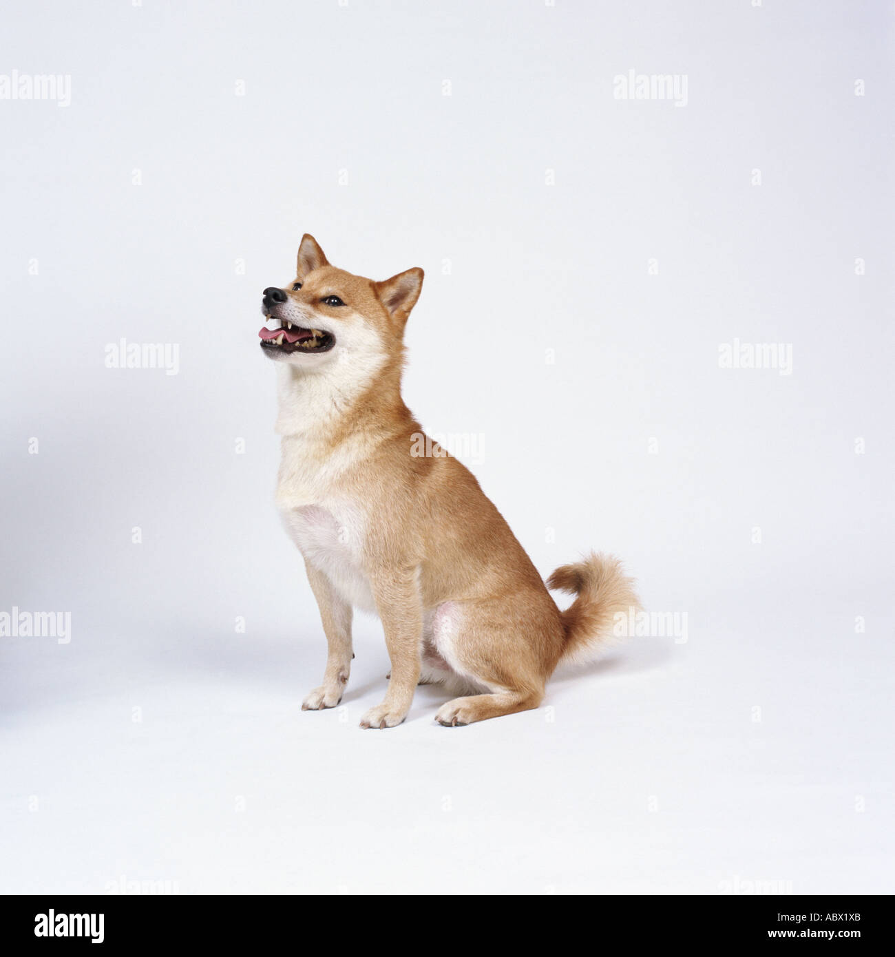 Shiba inu sitting Stock Photo - Alamy