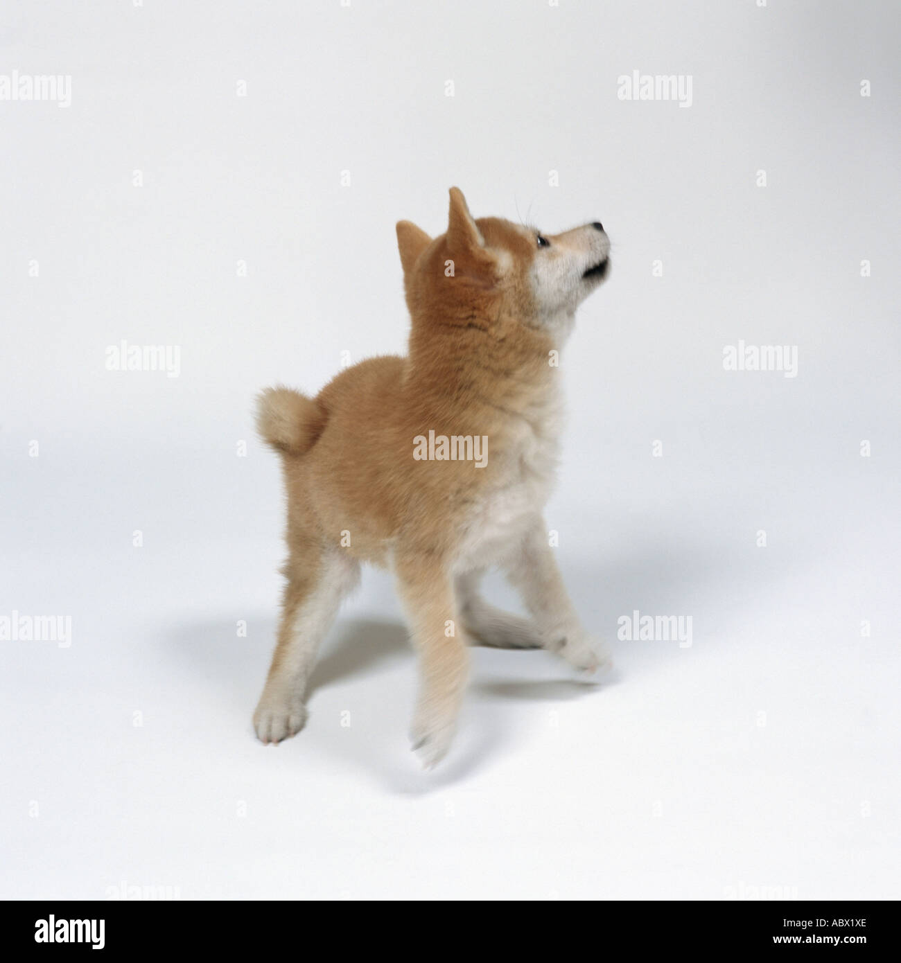 One cute shiba inu hi-res stock photography and images - Alamy