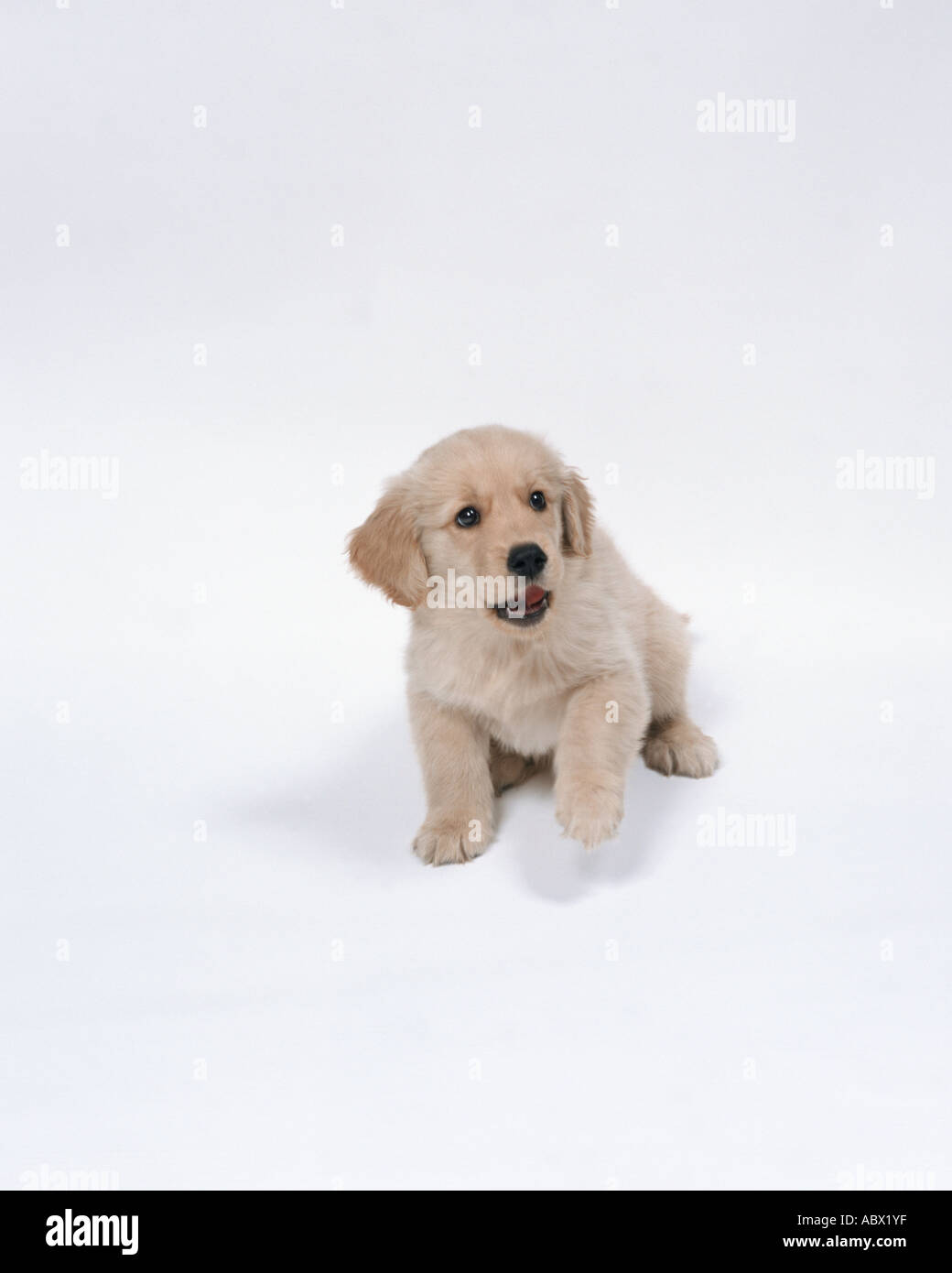 Golden retriever puppy high angle hi-res stock photography and images ...