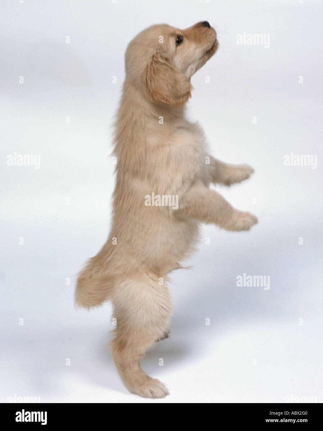 A young golden retriever standing Stock Photo - Alamy