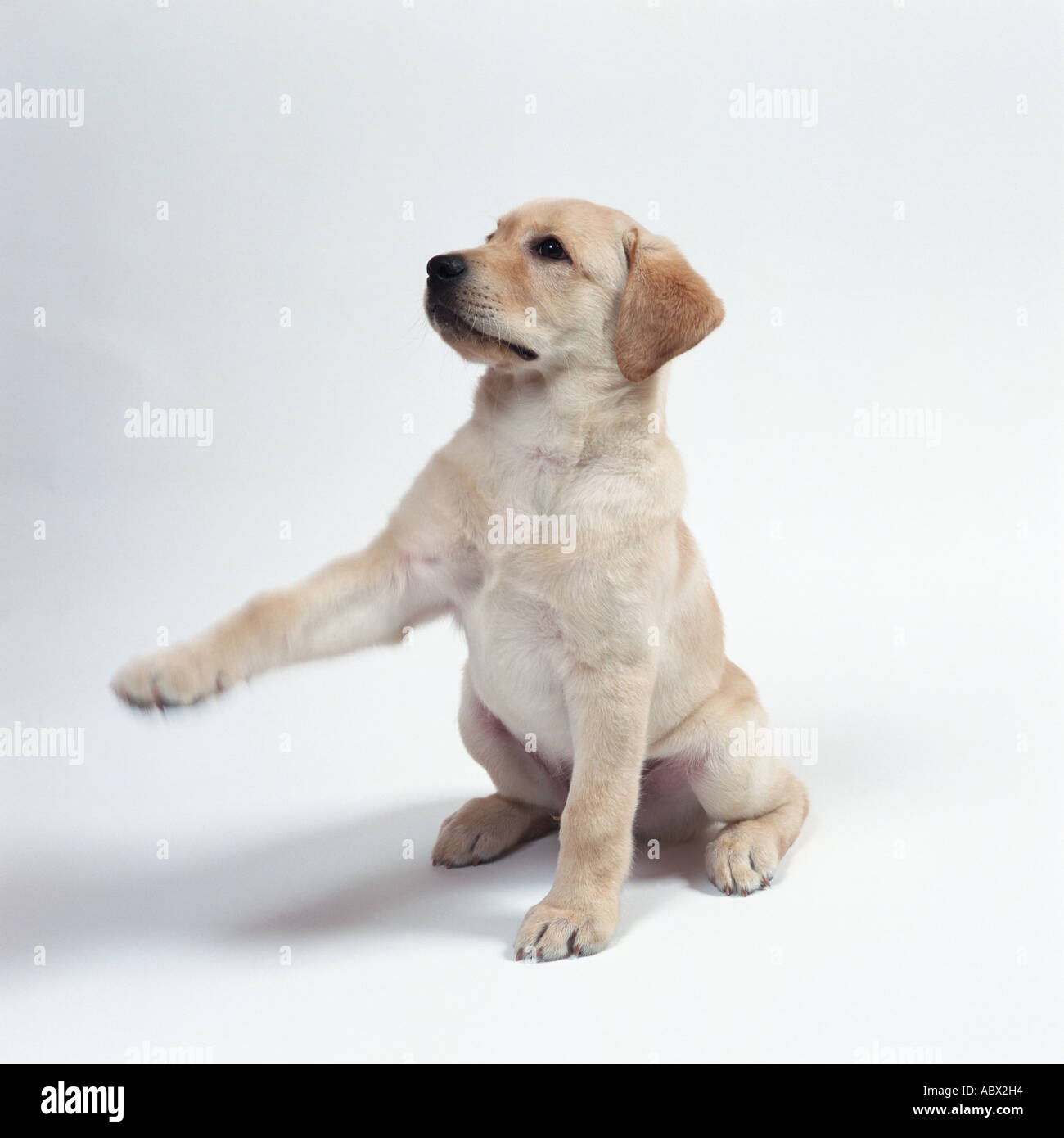 Labrador retriever lifting his paw up Stock Photo - Alamy