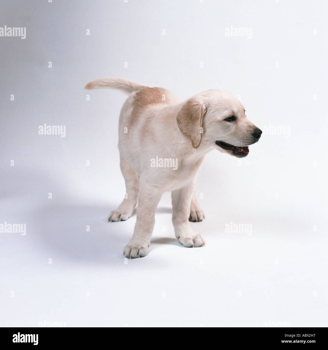 Labrador retriever standing Stock Photo - Alamy