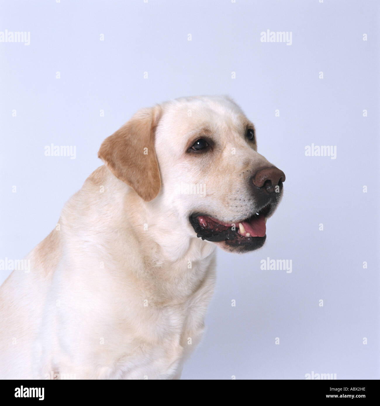 Labrador Retriever Close Up Of Teeth Studio High Resolution Stock ...