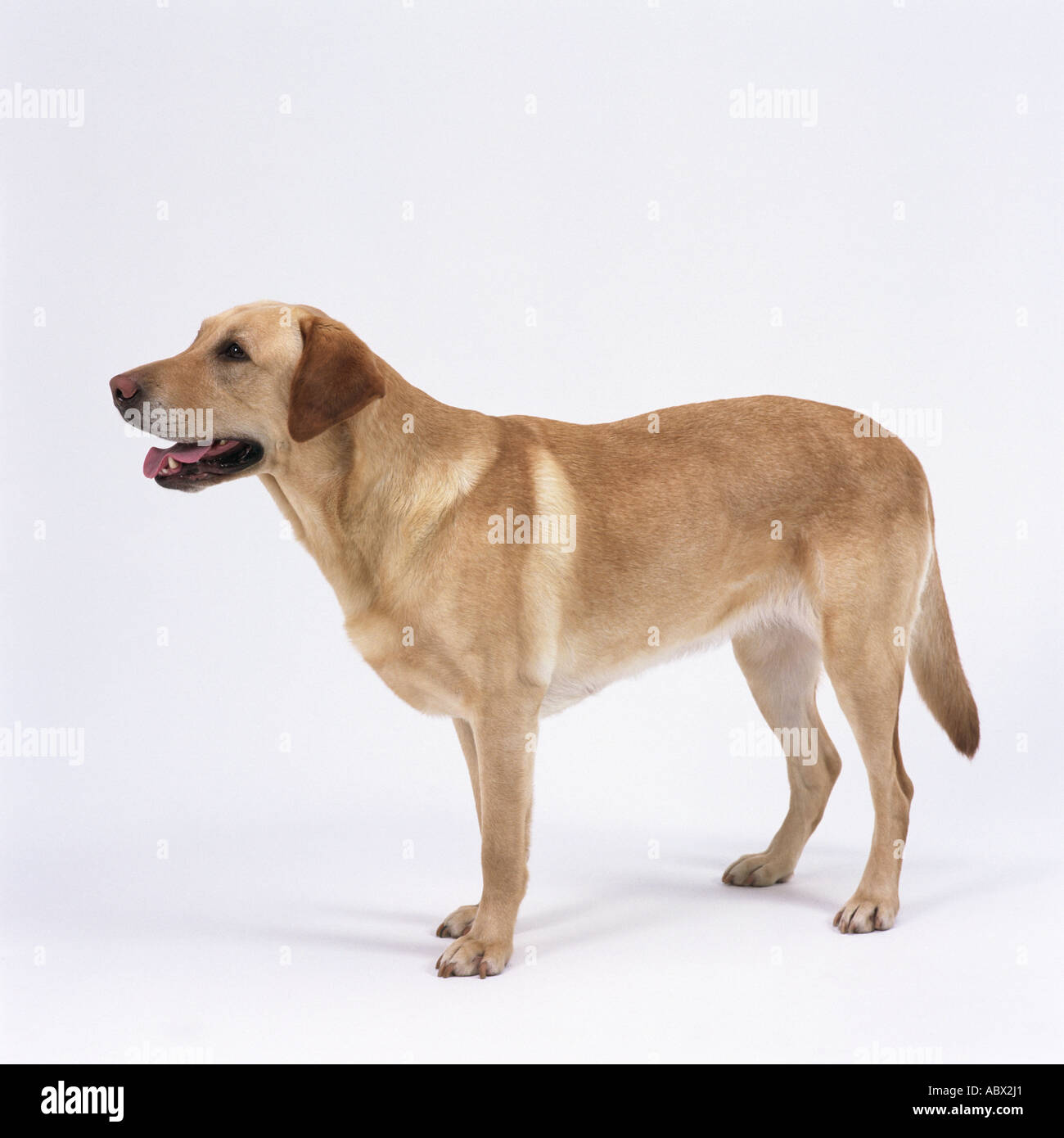Labrador retriever standing Stock Photo - Alamy