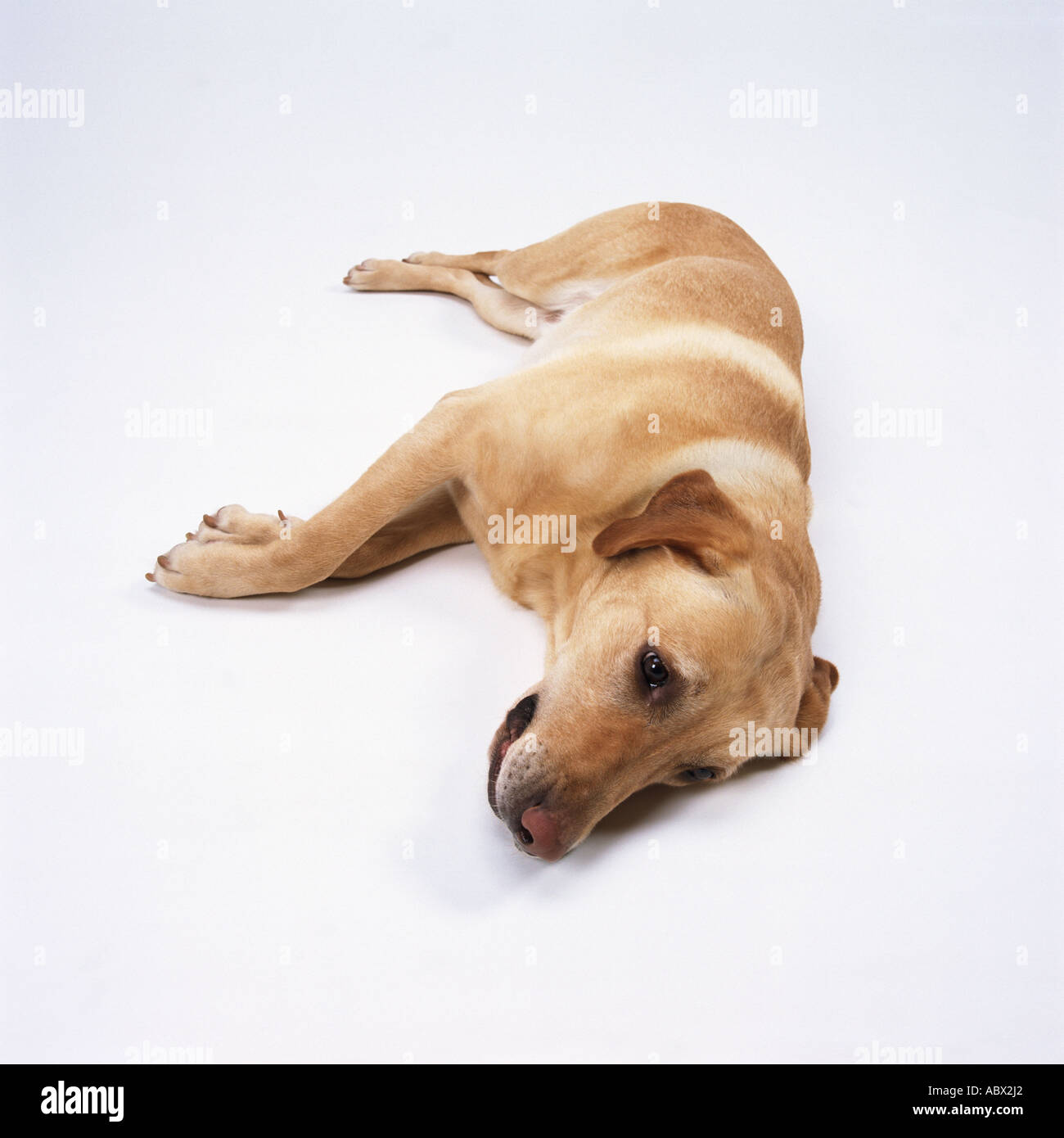 Labrador retriever lying down Stock Photo - Alamy