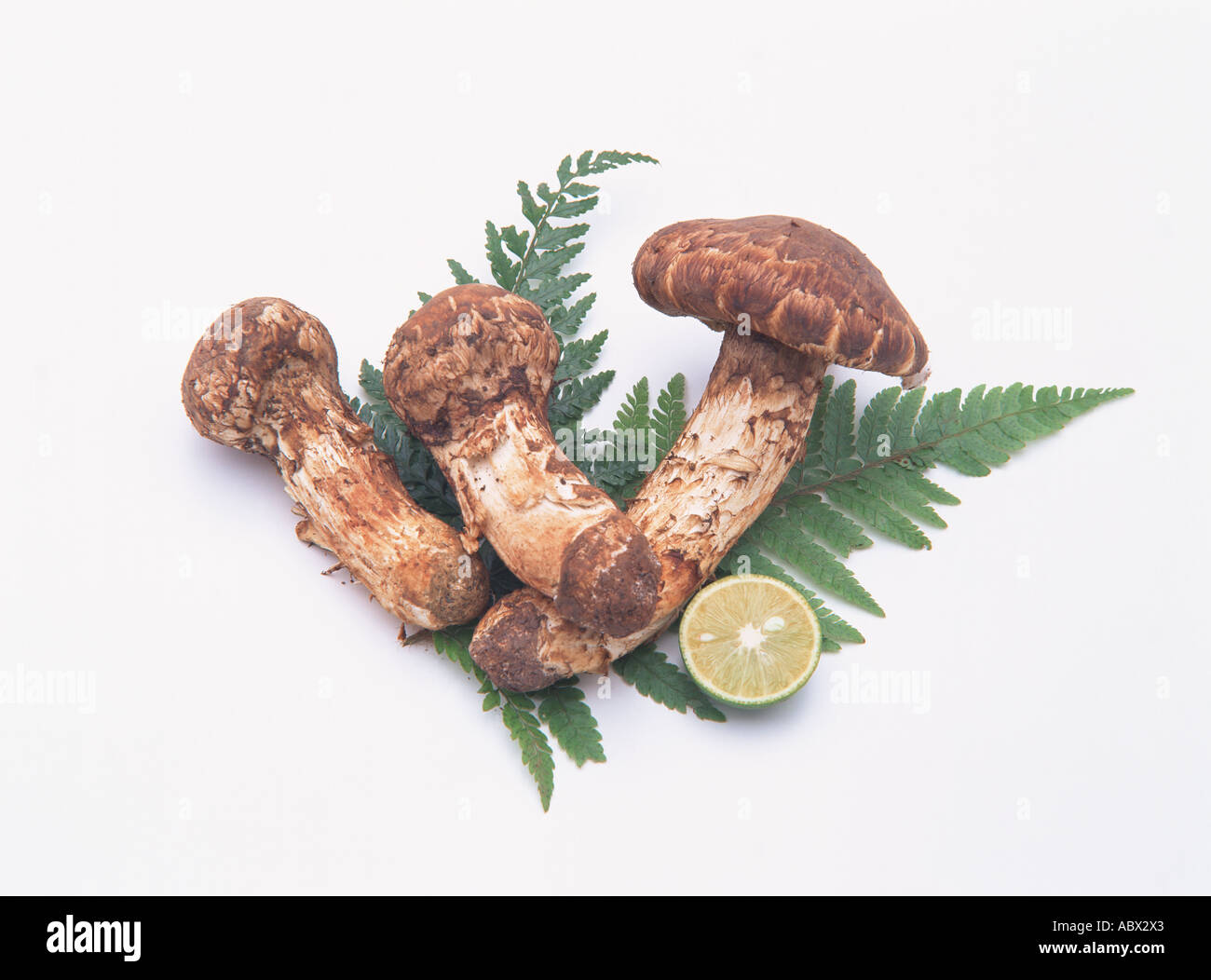 White matsutake hi-res stock photography and images - Alamy