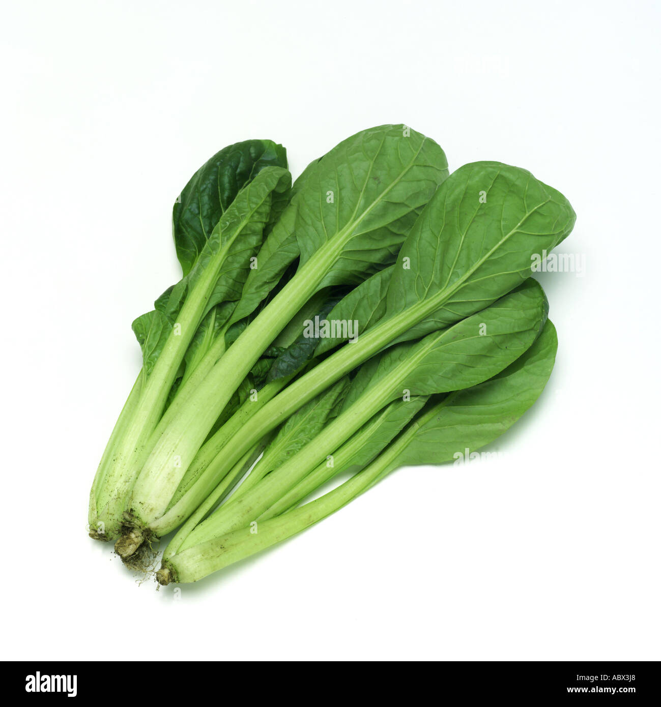 Komatsuna (japanese Mustard Spinach) High Resolution Stock Photography ...