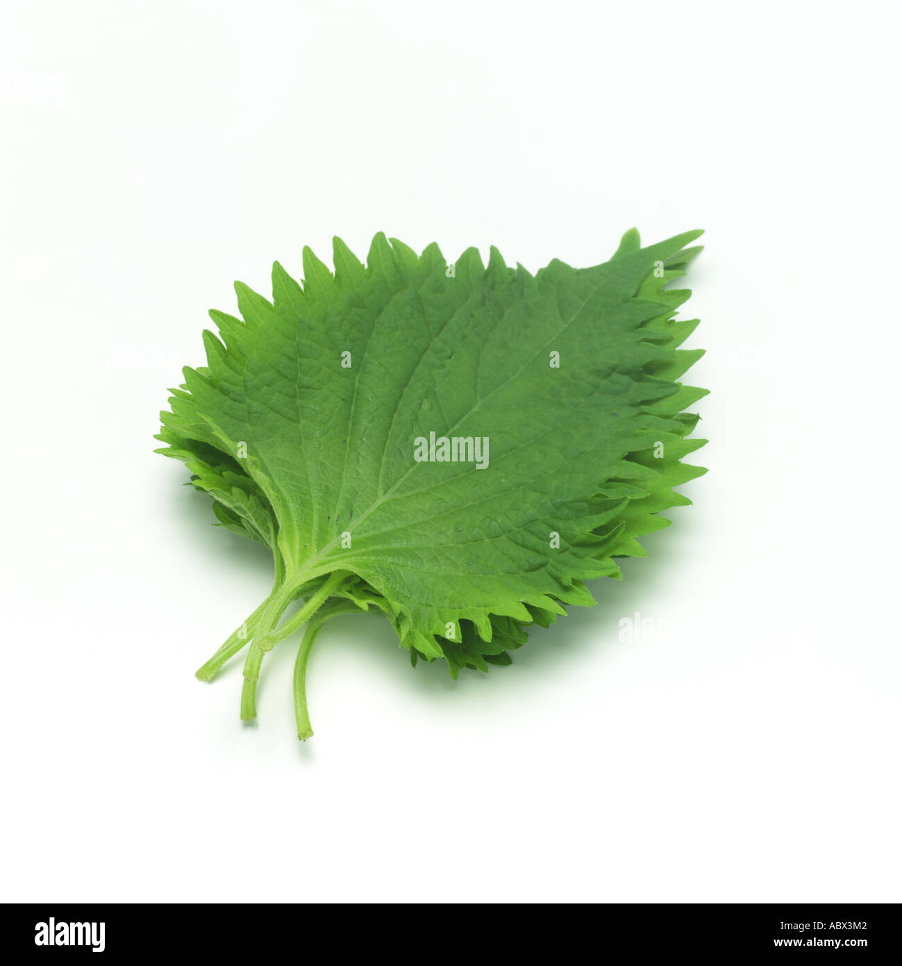 Japanese perilla Cut Out Stock Images & Pictures - Alamy