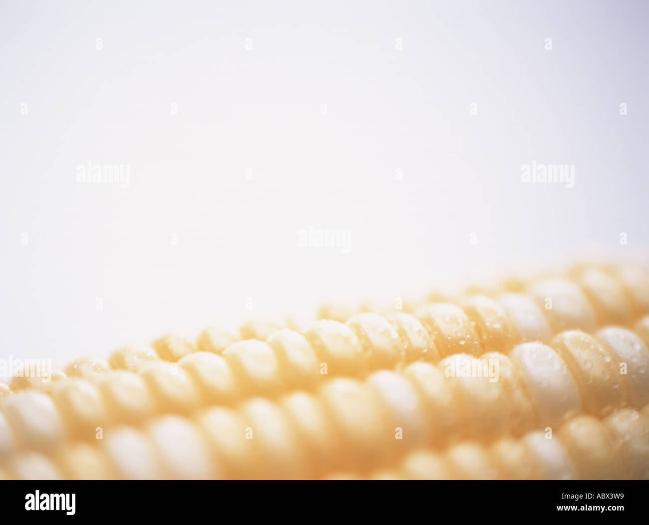 Corn close up Stock Photo - Alamy