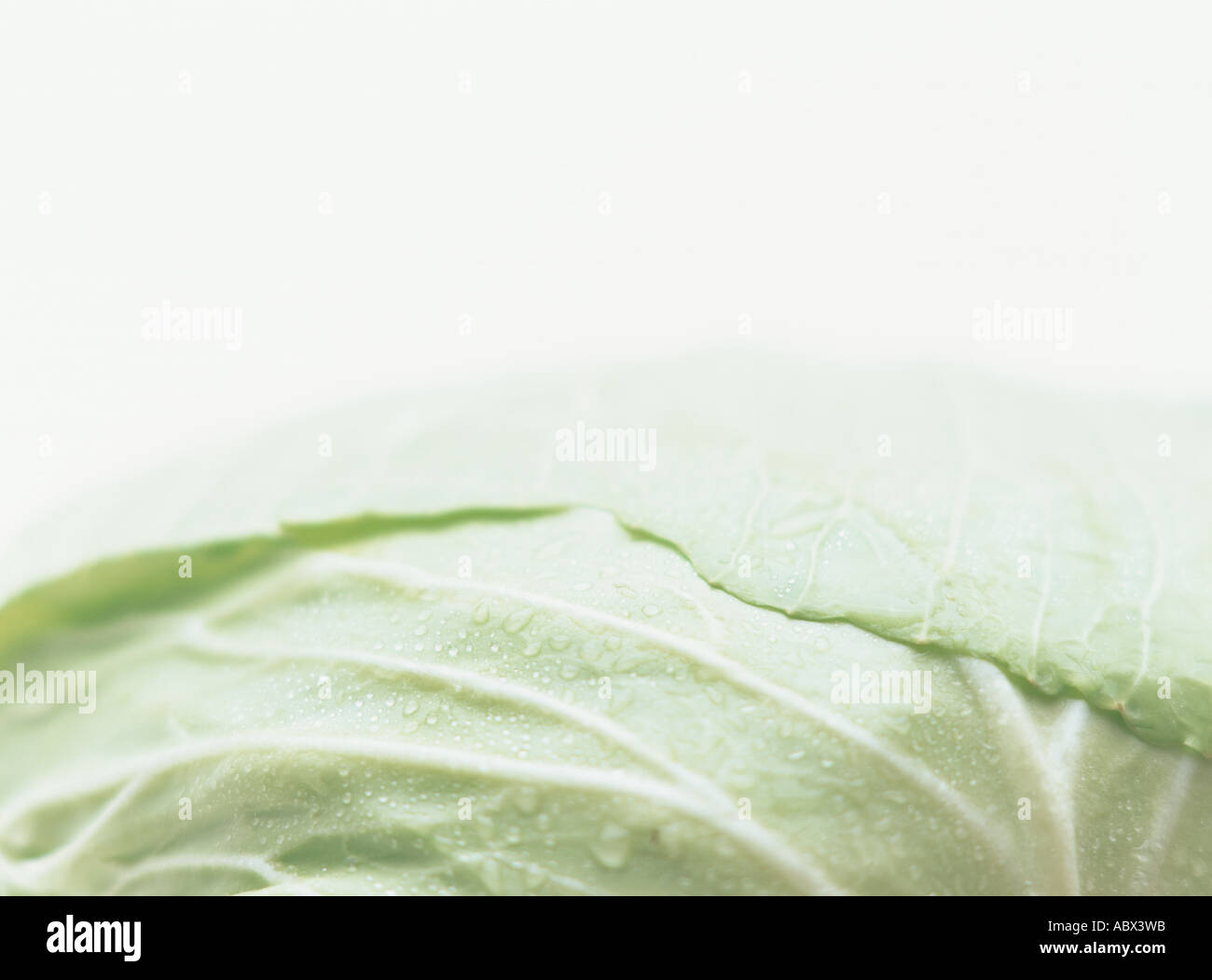 Cabbage white close up hi-res stock photography and images - Alamy