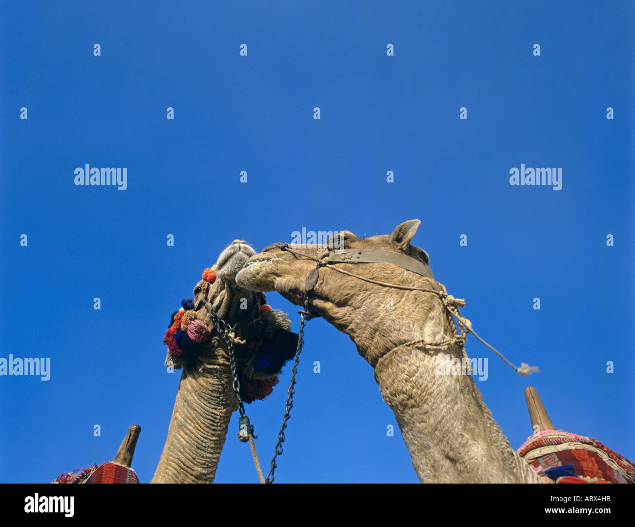 Camel egypte hi-res stock photography and images - Alamy