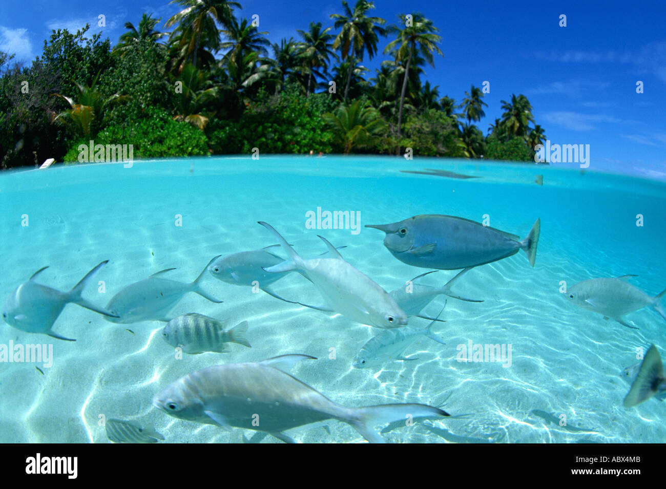 Large group of pompano swimming in the sea Stock Photo - Alamy