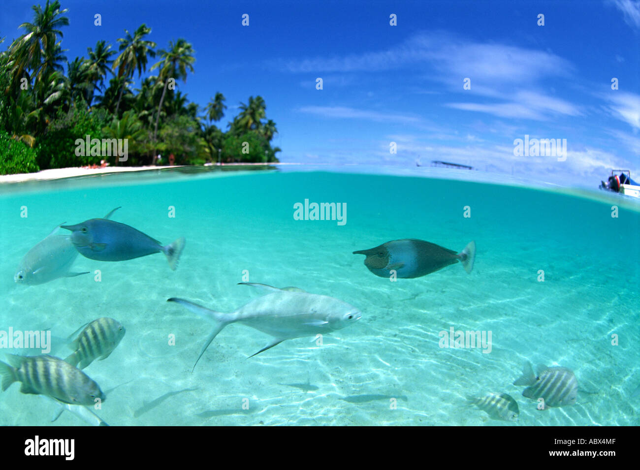 Large group of pompano swimming in the sea Stock Photo - Alamy