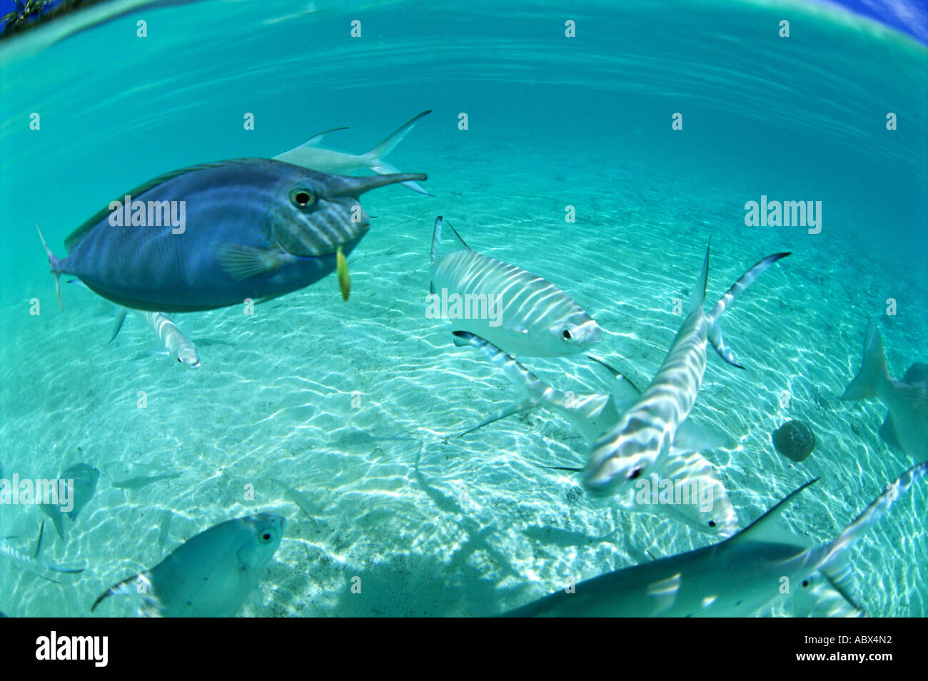 Large group of pompano swimming in the sea Stock Photo - Alamy