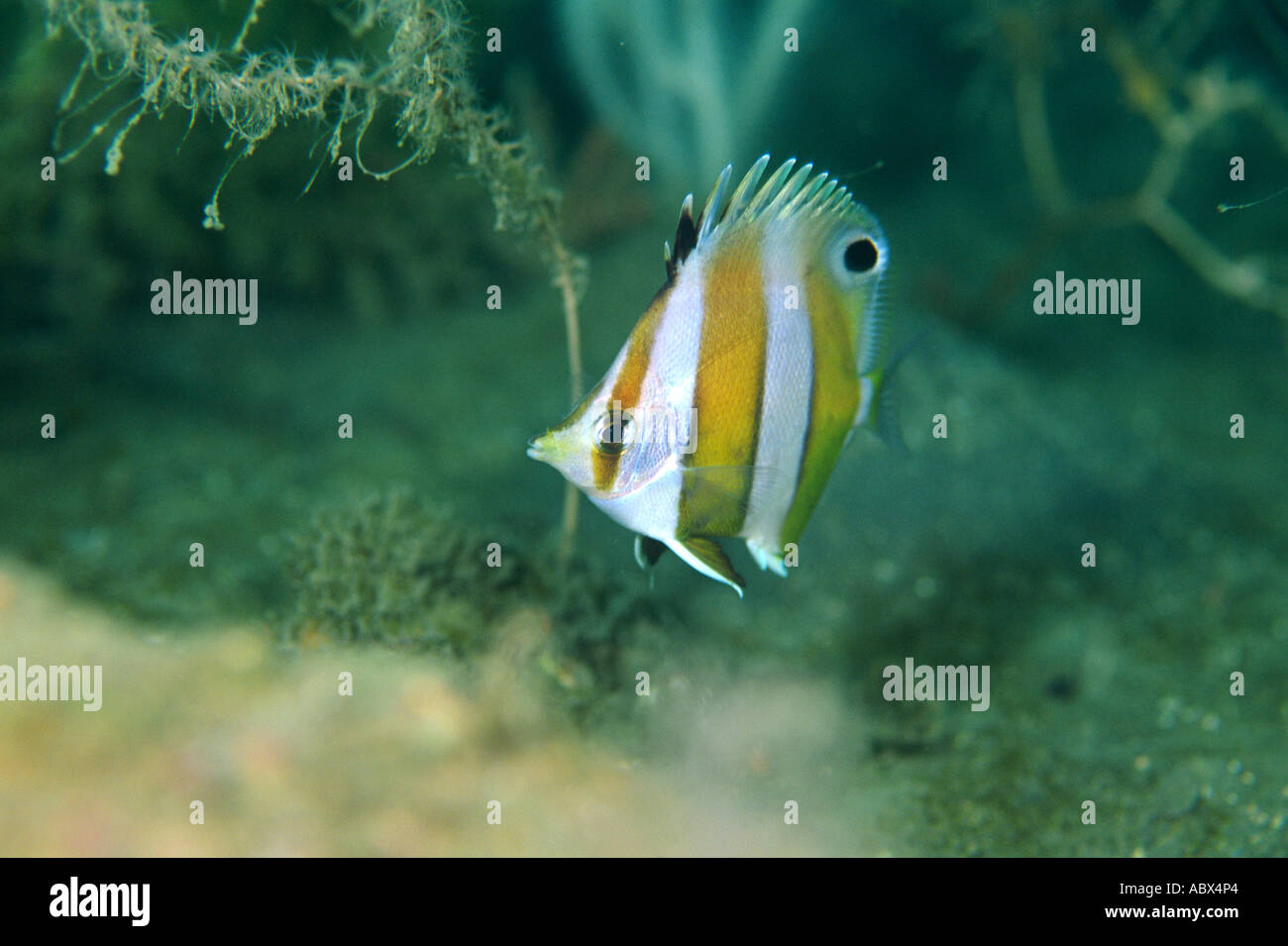 Yellow pectoral fish hi-res stock photography and images - Alamy