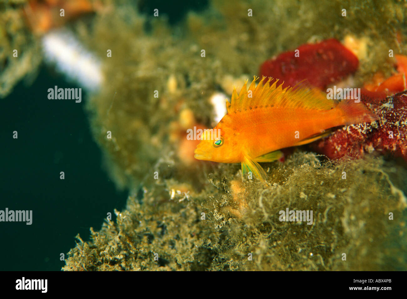 Close up sea hawk hi-res stock photography and images - Alamy