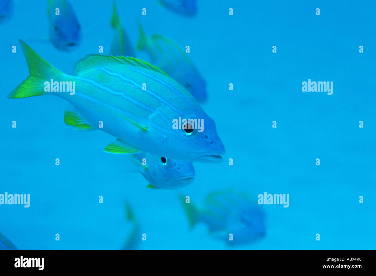 Blue lined snapper in Okinawa Japan Stock Photo - Alamy