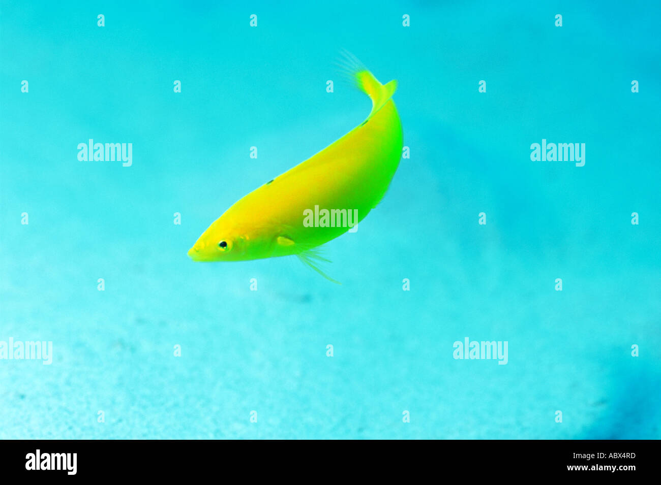 Yellow wrasse hi-res stock photography and images - Alamy