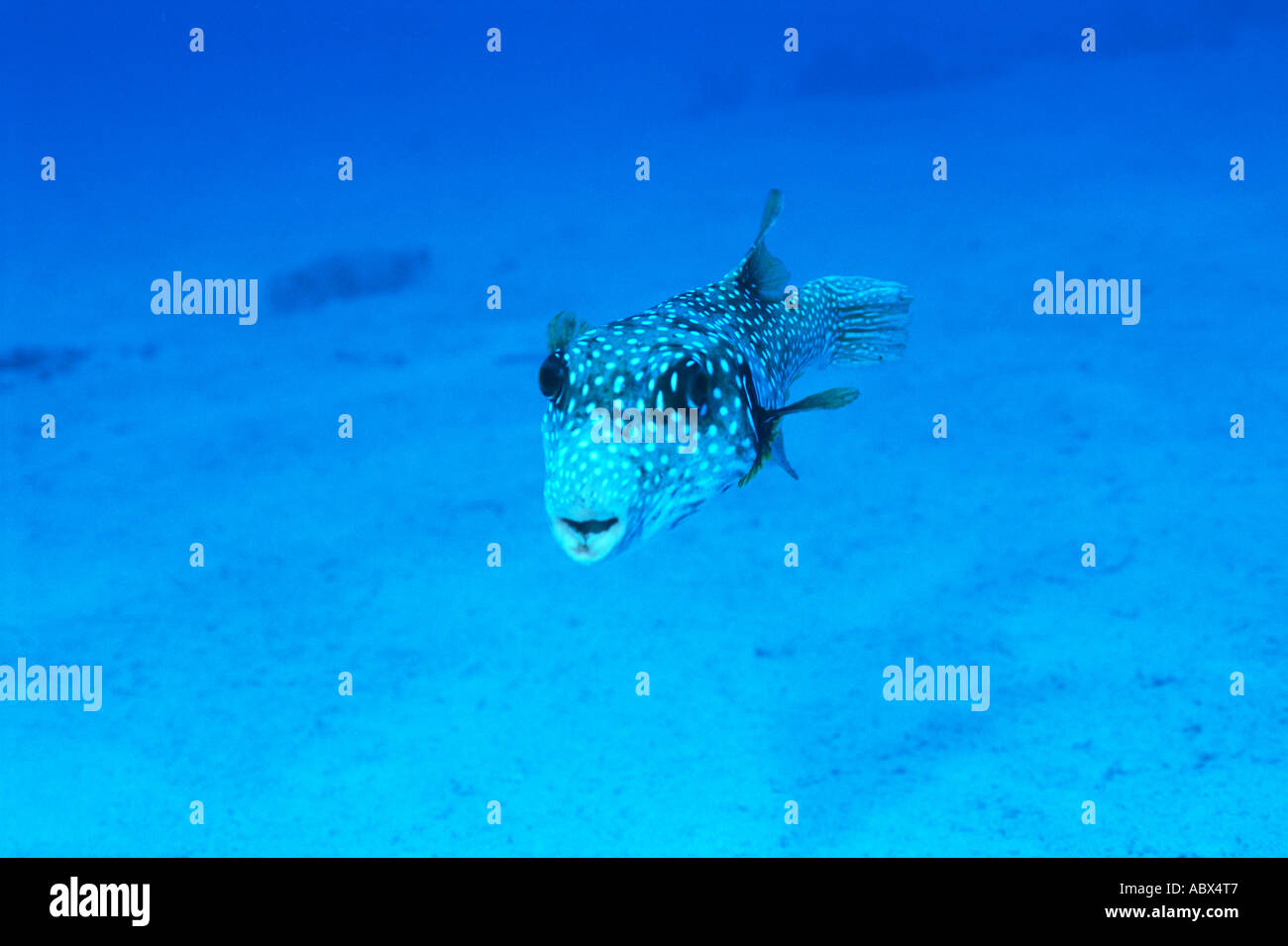White puffer fish japan hi-res stock photography and images - Alamy