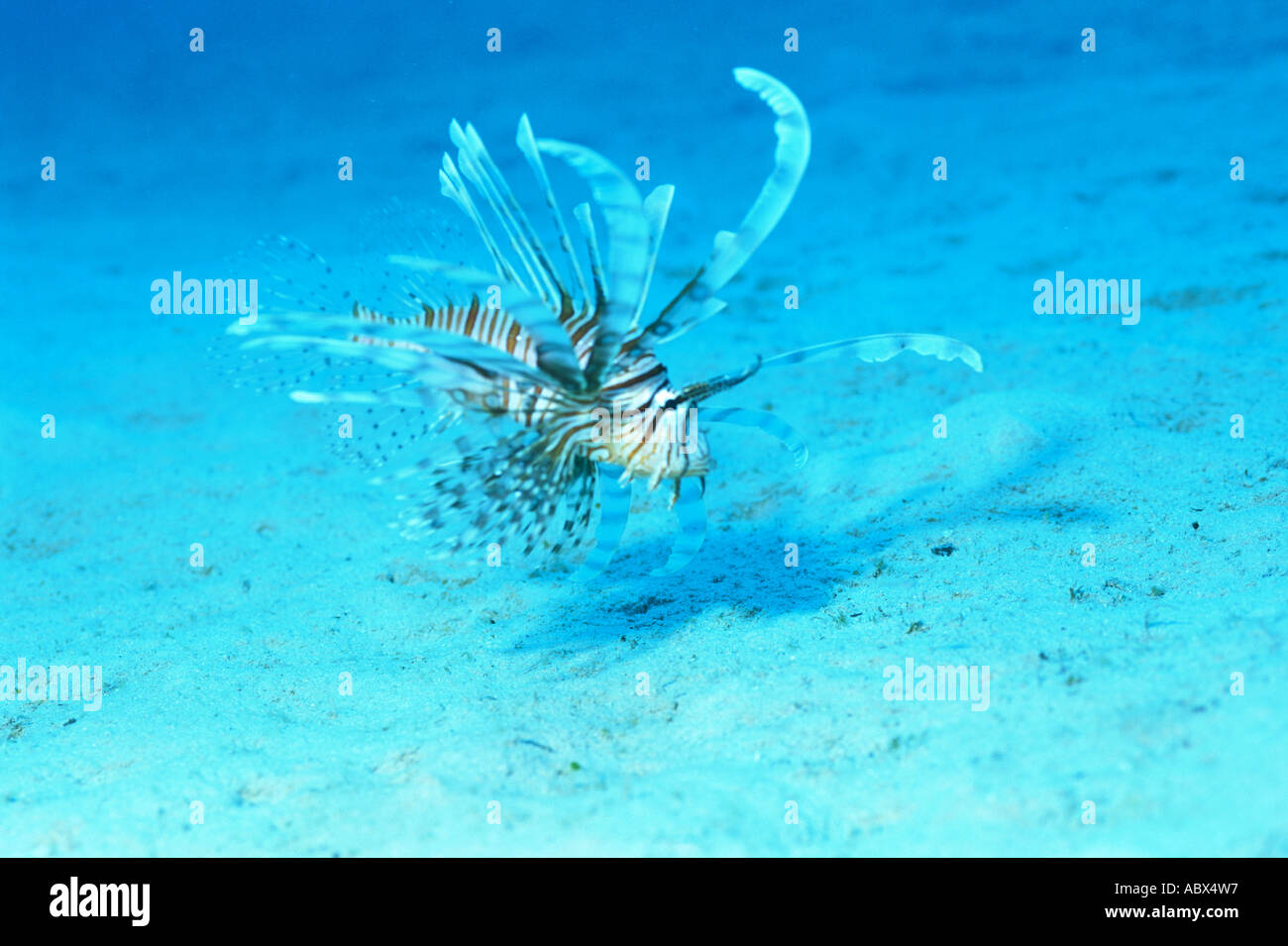 Tropical fish underwater okinawa japan hi-res stock photography and ...
