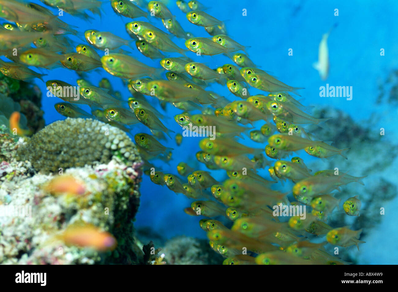 Yellow glassfish Okinawa Japan Stock Photo - Alamy
