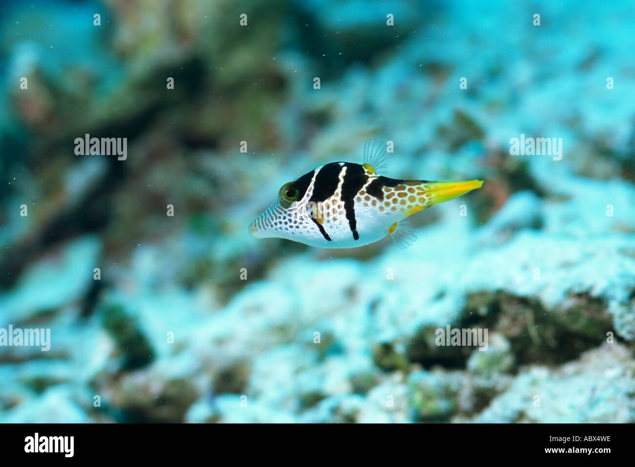 Spiny puffer hi-res stock photography and images - Alamy