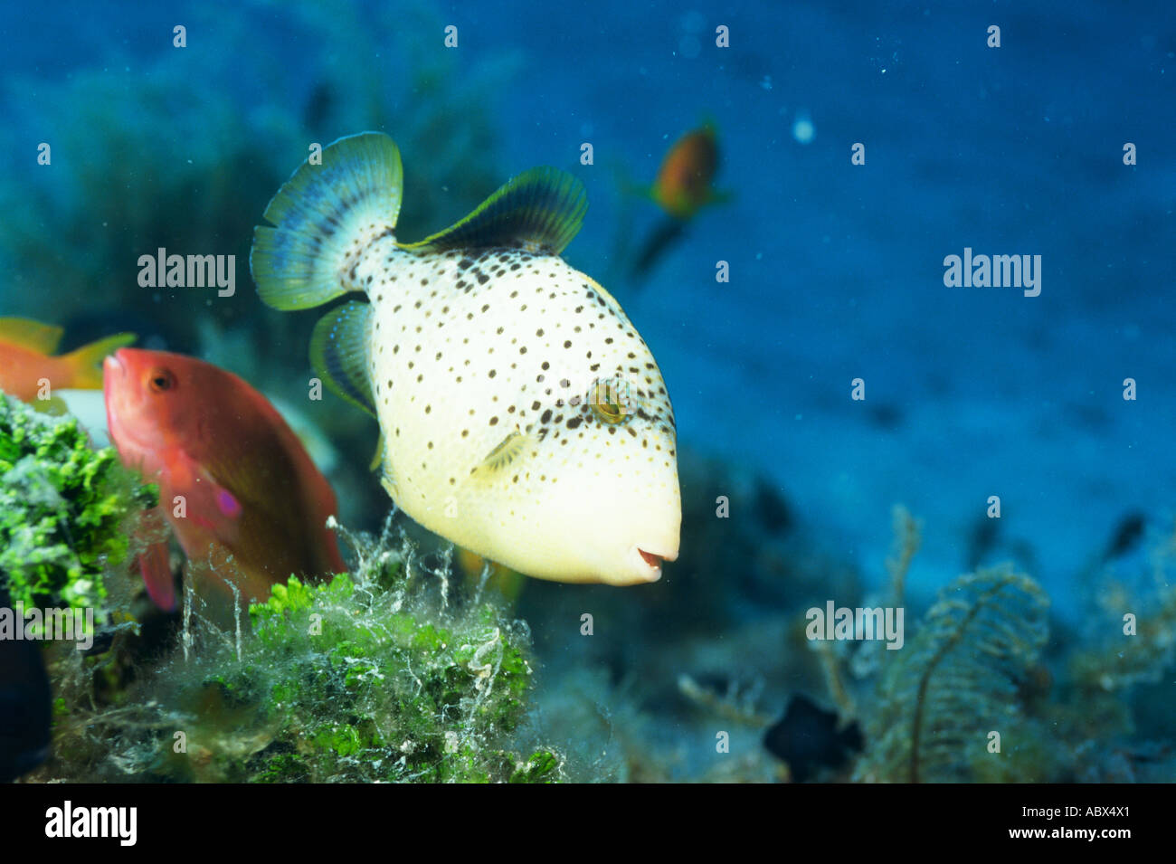 Stone triggerfish hi-res stock photography and images - Alamy