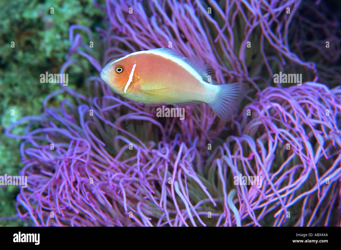 Side view of a pink anemone fish Okinawa Japan Stock Photo - Alamy