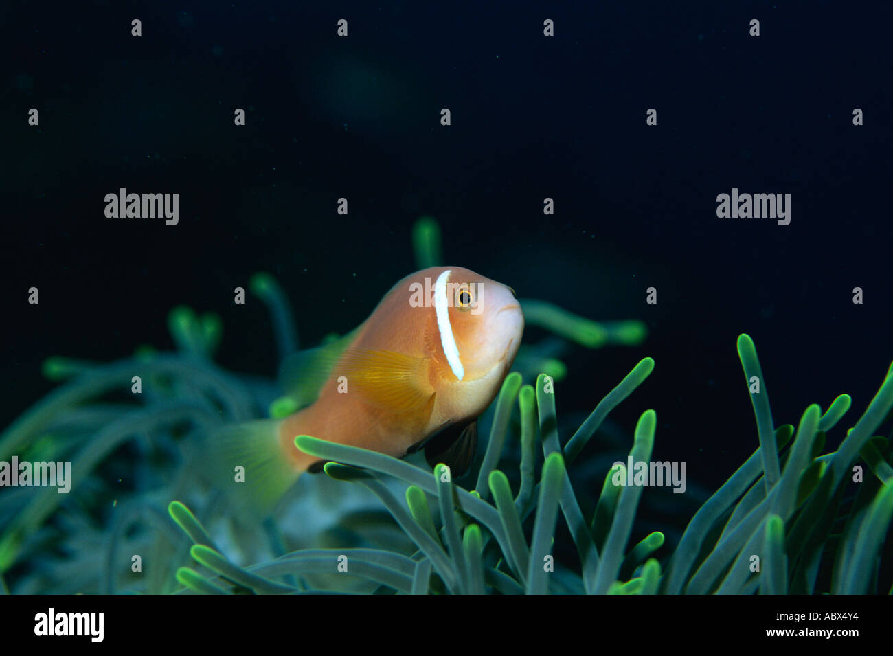 Close up tiny fish swimming hi-res stock photography and images - Alamy