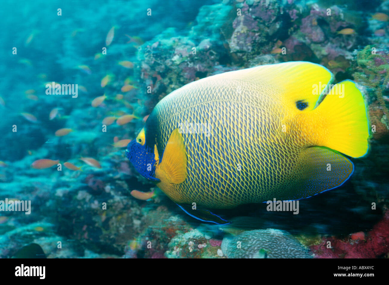 Blue face angelfish hi-res stock photography and images - Alamy