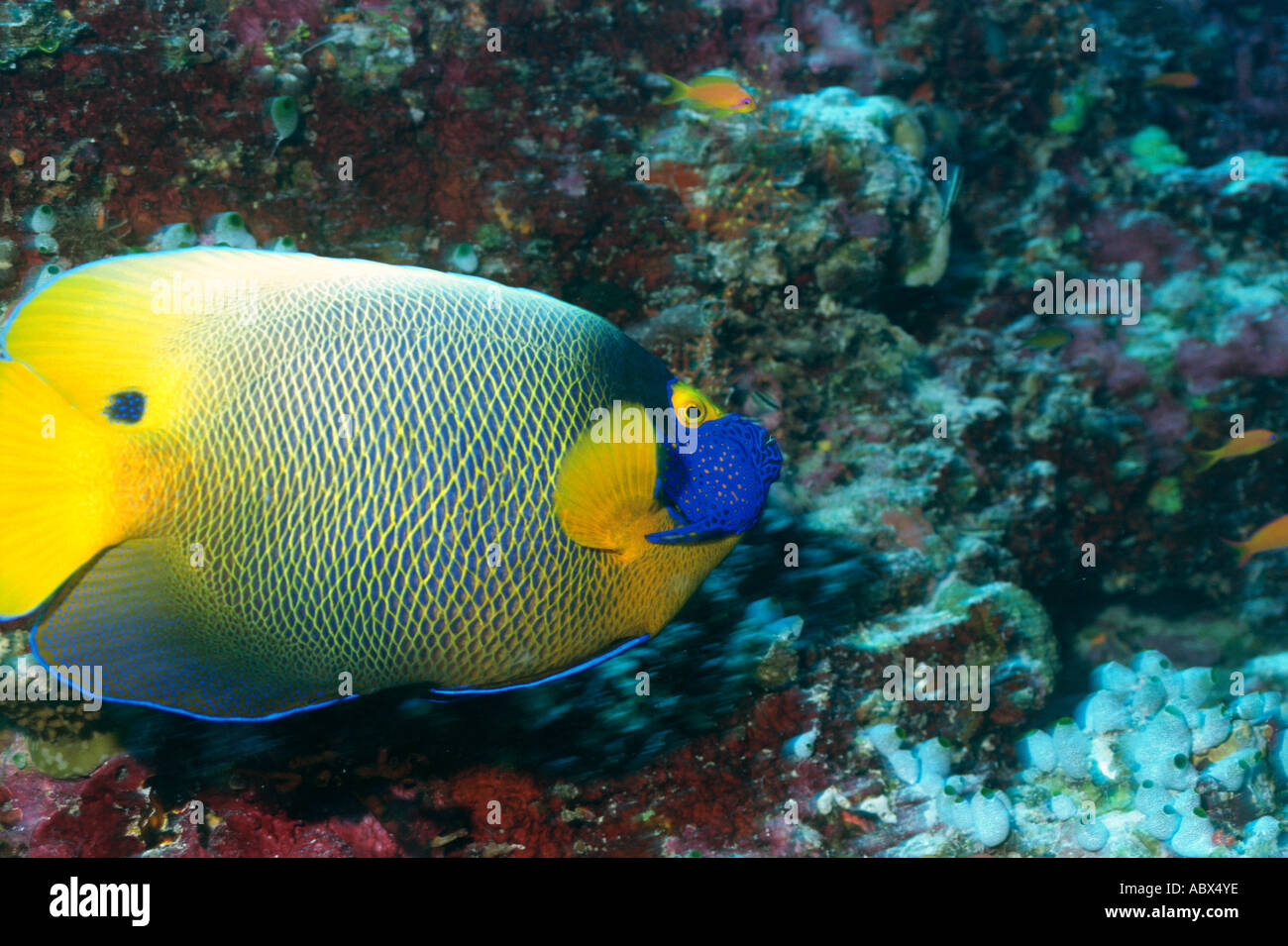 Side view of a blue face angelfish Maldives Stock Photo - Alamy