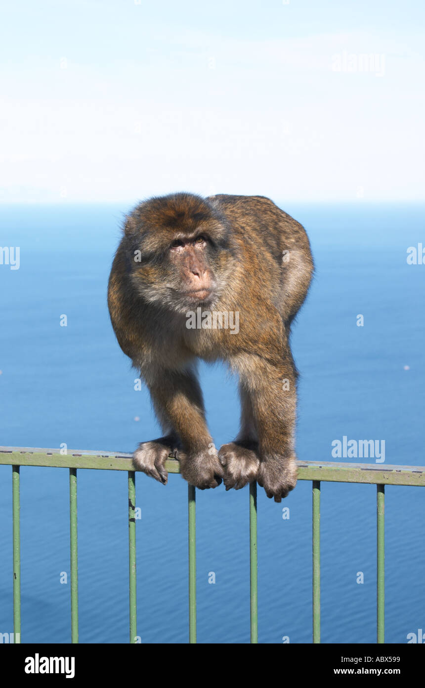 Monkey gibraltar behind hi-res stock photography and images - Alamy