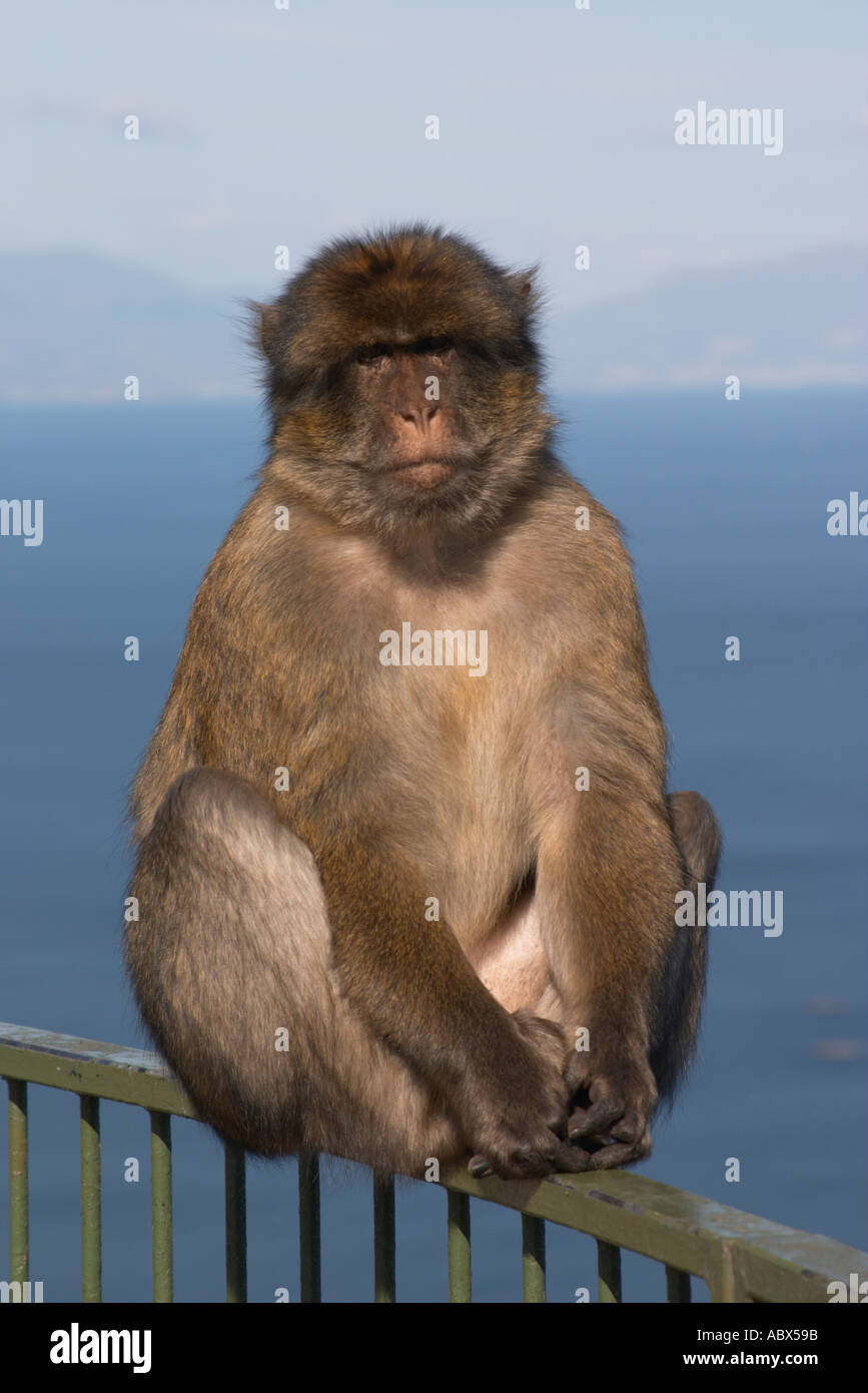 Gibraltar ape standing on rail with sea behind ape Stock Photo - Alamy