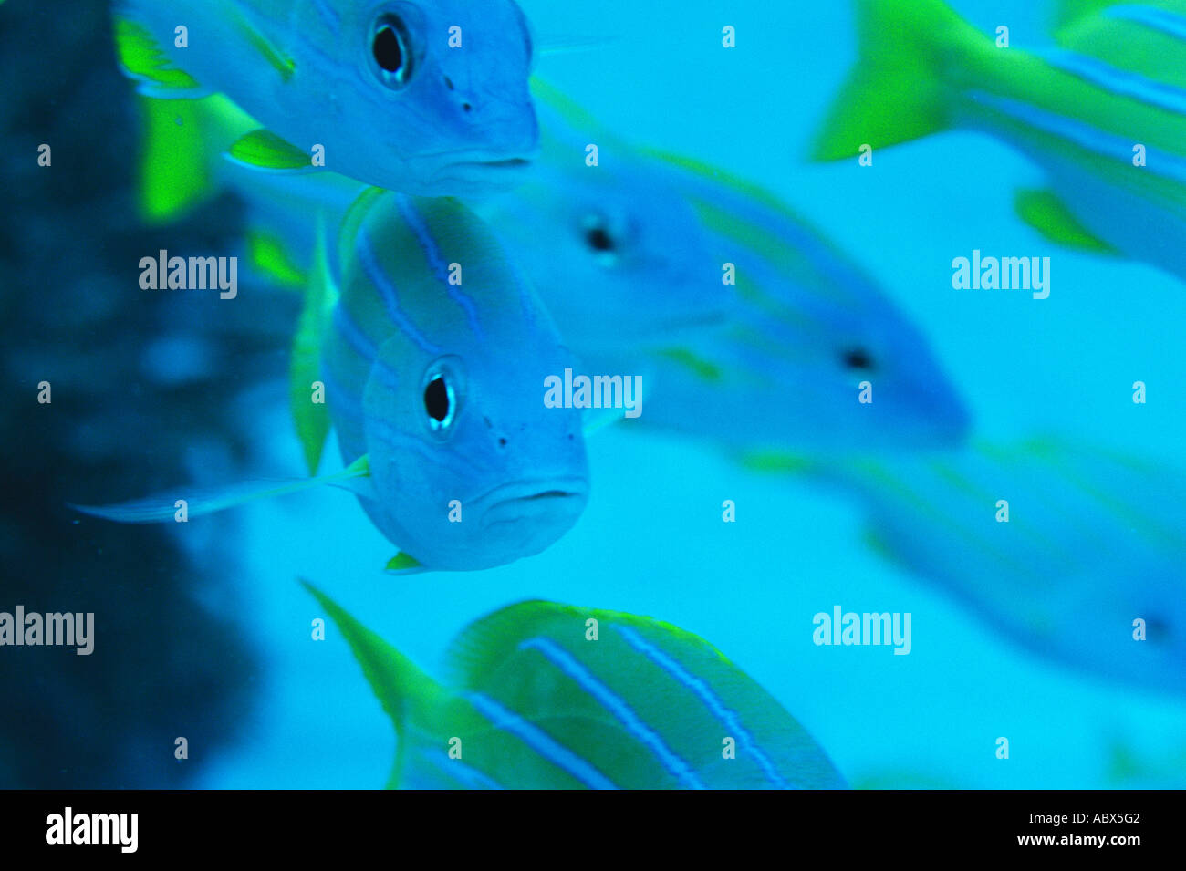 Blue lined snapper close up Okinawa Japan Stock Photo - Alamy